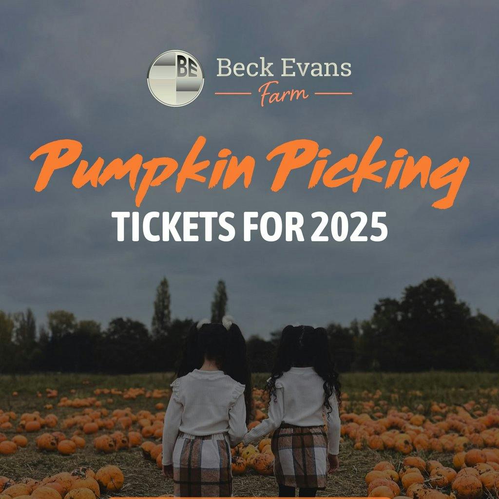 Pumpkin Picking near London & Kent @ beck evans Farm | Beck Evans Farm ...