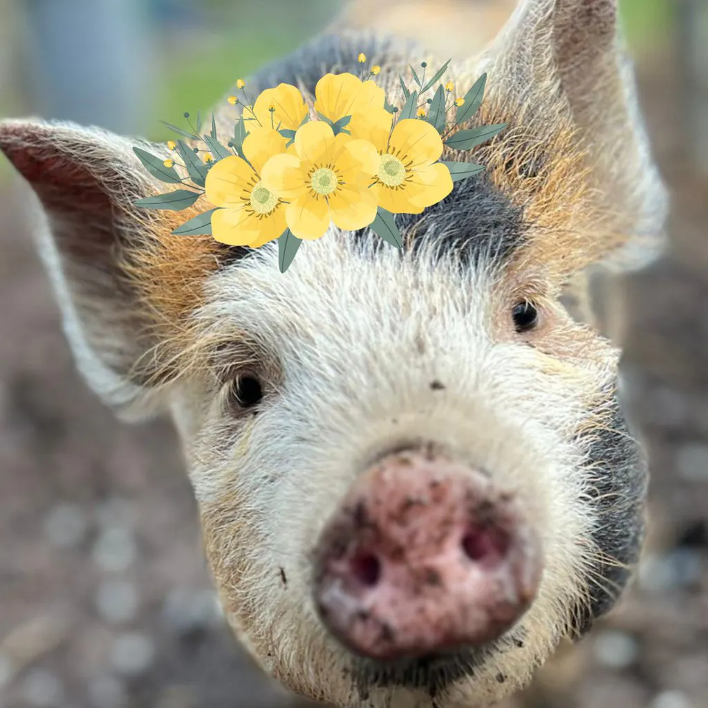 Easter Eggstravaganza | Kew Little Pigs Farm Ltd Amersham Sat 04 April 2026