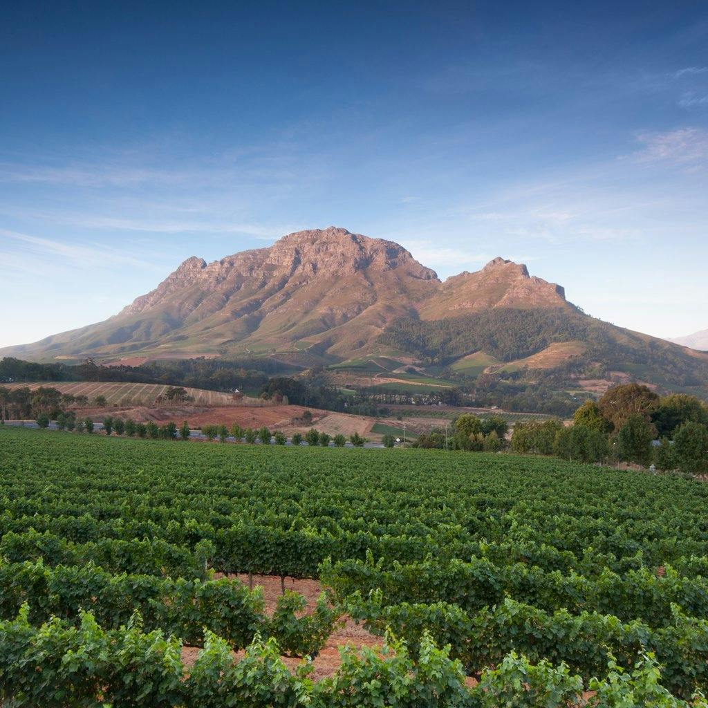 Tickets: World of Wine: South Africa and the USA | Reading Biscuit ...