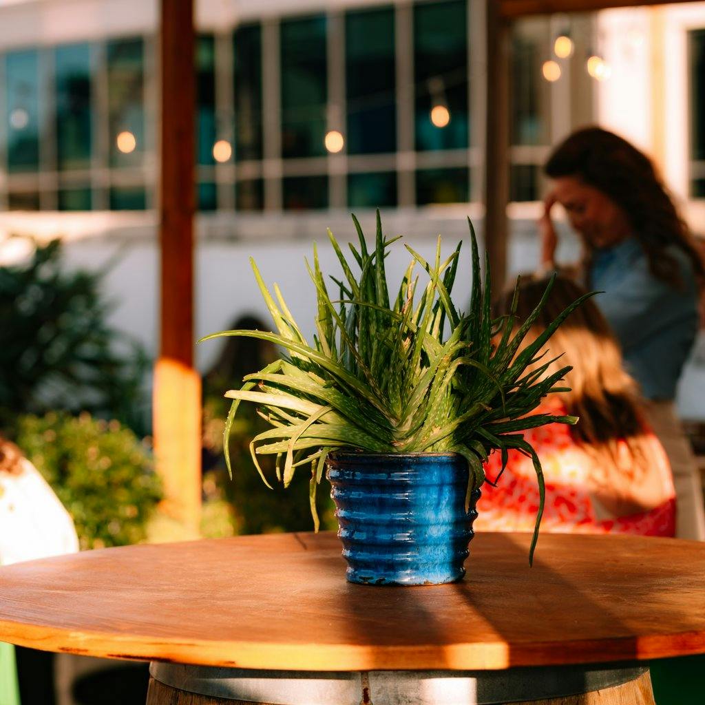 Saturday 12th of July - Closed to the general public | Jacobs Roof ...