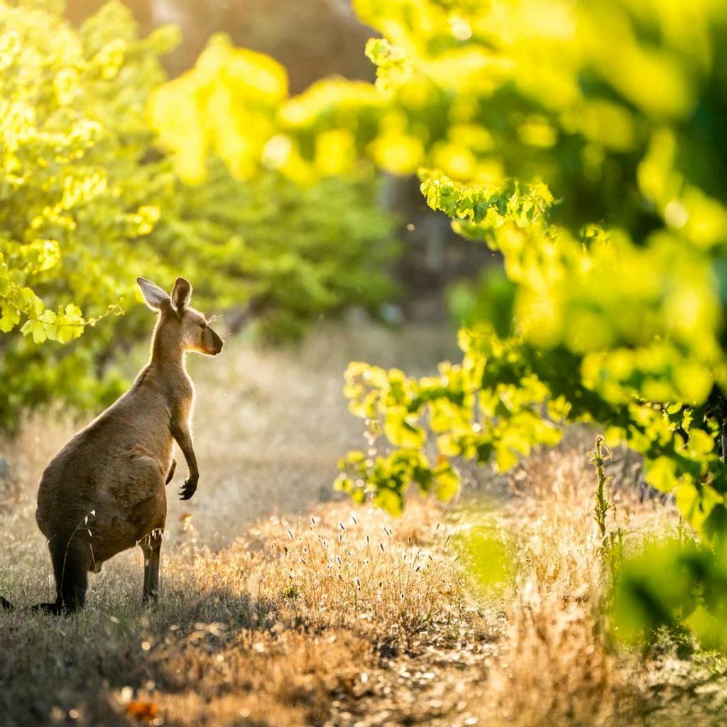 Tickets: World of Wine: Explore Australia and New Zealand! | Reading ...