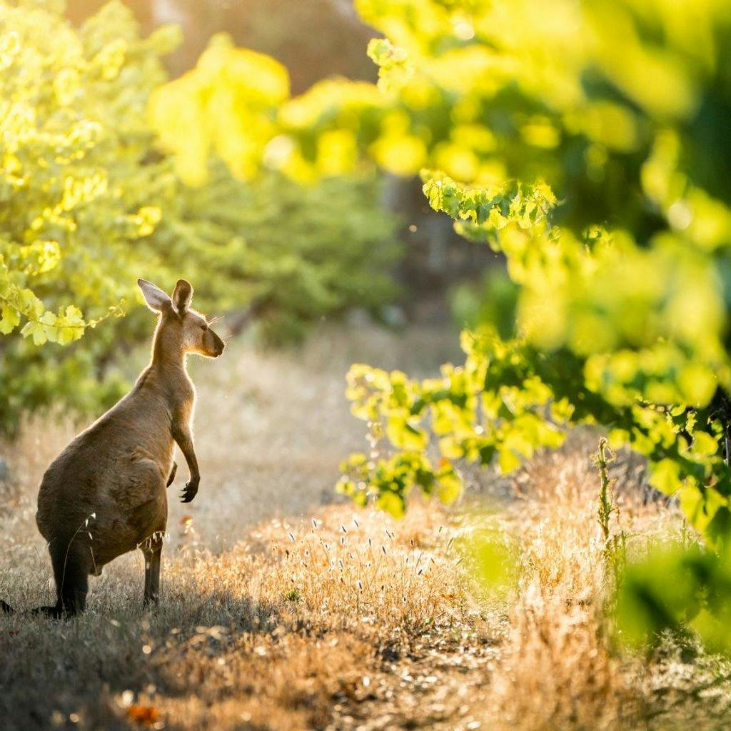 Tickets: World of Wine: Explore Australia and New Zealand! | Reading ...